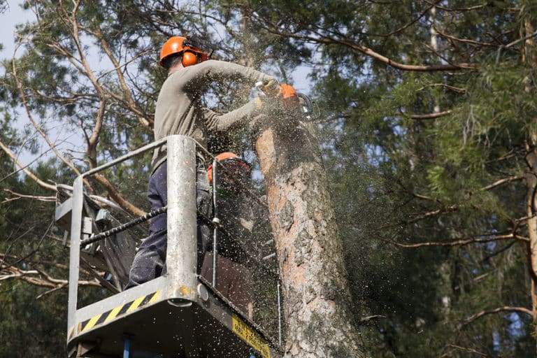 3 Reasons to Hire Professional Tree Service | Precision Landscaping ...